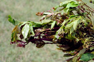 What is Khat and is it Addictive? | Launch Centers